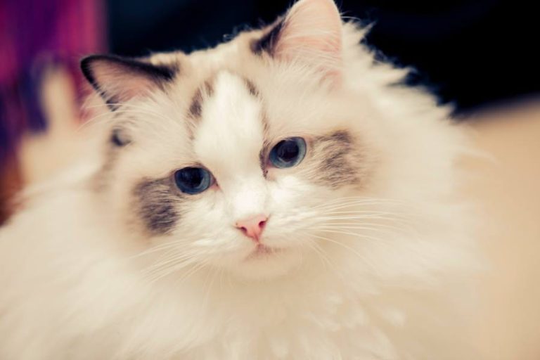Is Ragdoll a Big Cat? (QUICK FACTS) – Easy Way Pets